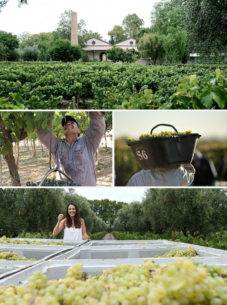 Bodega Lagarde: A Source Of Unique And Elegant Argentine Wines ...