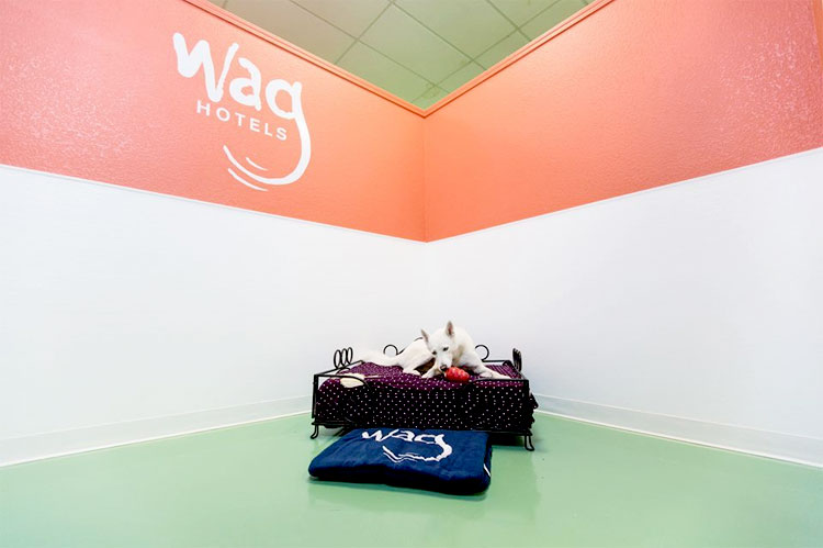 Wag Hotels: The Pleasure of Being a Pet