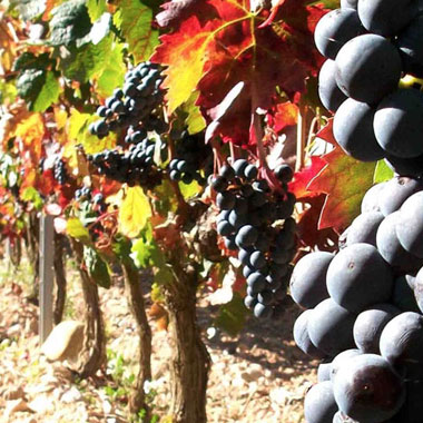 Syrah: A Unique Grape Variety - AzureAzure.com