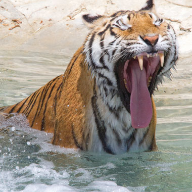 Wildlife Animal Sanctuary Provides Safe Haven for Exotic Carnivores ...