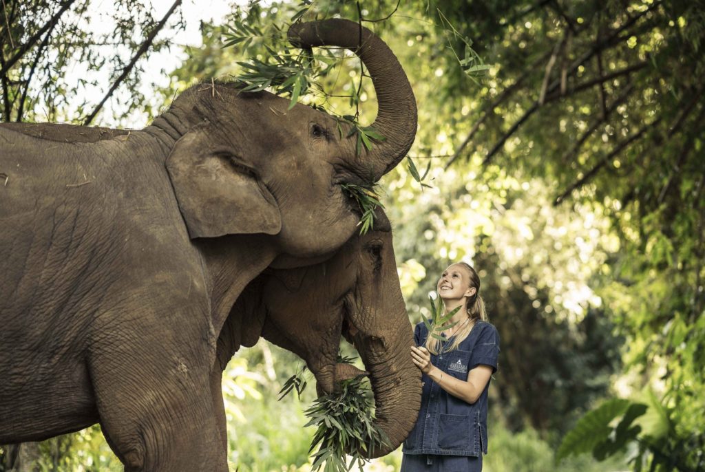 Help Save Endangered Elephants at Anantara's Elephant Camp & Resort